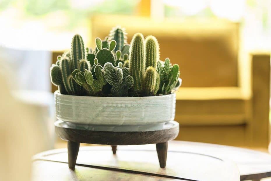 12 Different Types Of Cactus Plants For Your Home(Indoor & Outdoor)