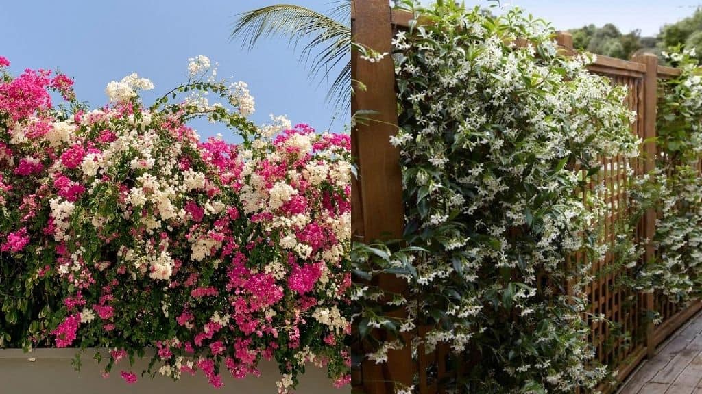 10 Best Climber Plant Names With Images 10 Best Climber Plant Names With Images