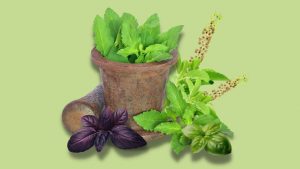 Different Types Of Tulsi Plants Available All Over India