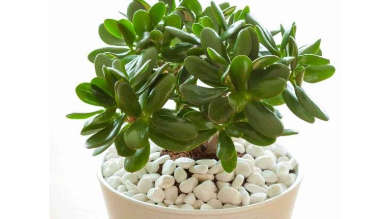 14 Different Types Of Money Plants For Wealth & Luck To Your Home In 2025!