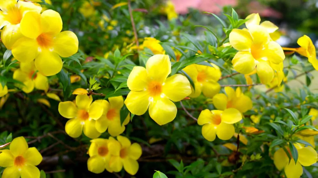 10 Best Climber Plant Names With Images