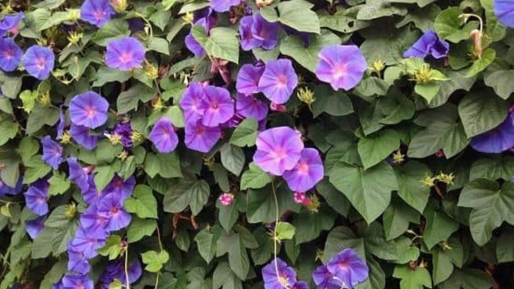 10 Best Climber Plant Names With Images