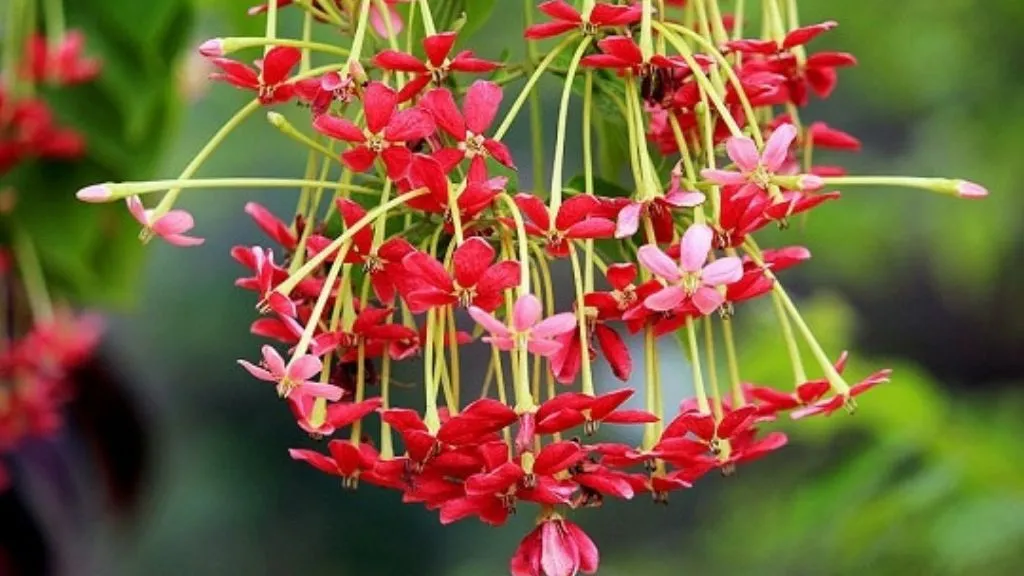 10 Best Climber Plant Names With Images