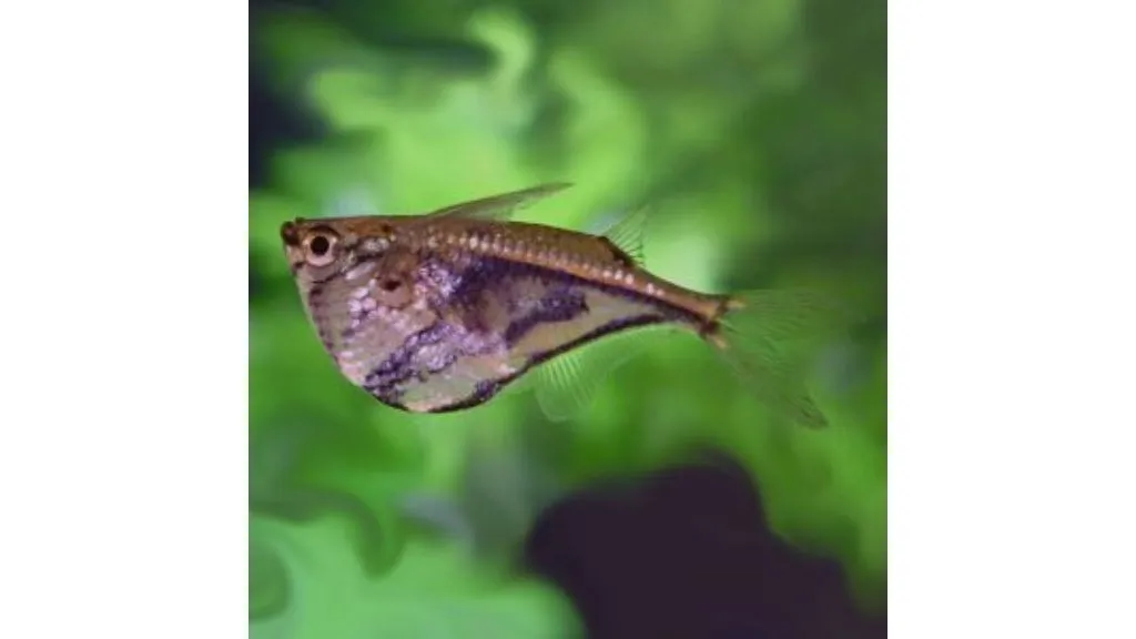 25 Different Types Of Aquarium Fishes With Pictures